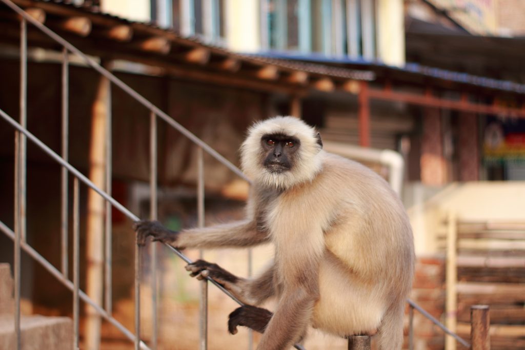 Indian Langoor - PixaHive
