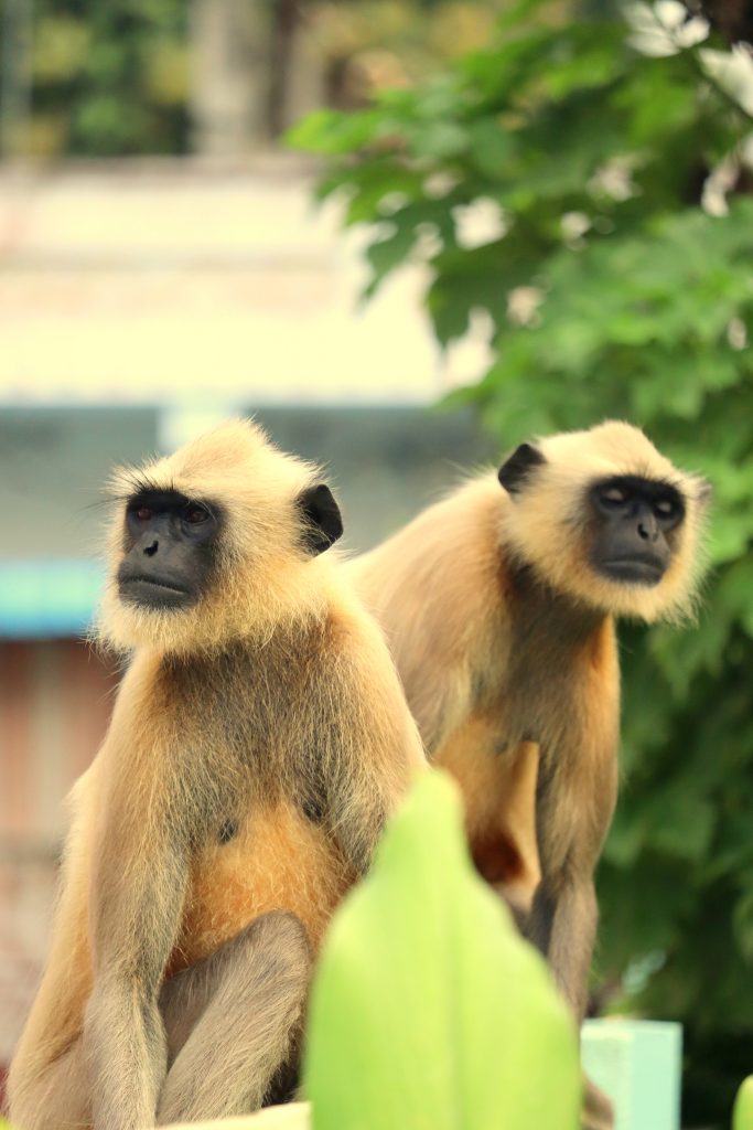 Indian Monkeys - PixaHive