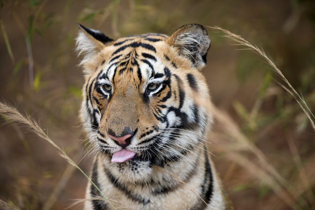 Indian Tiger - PixaHive