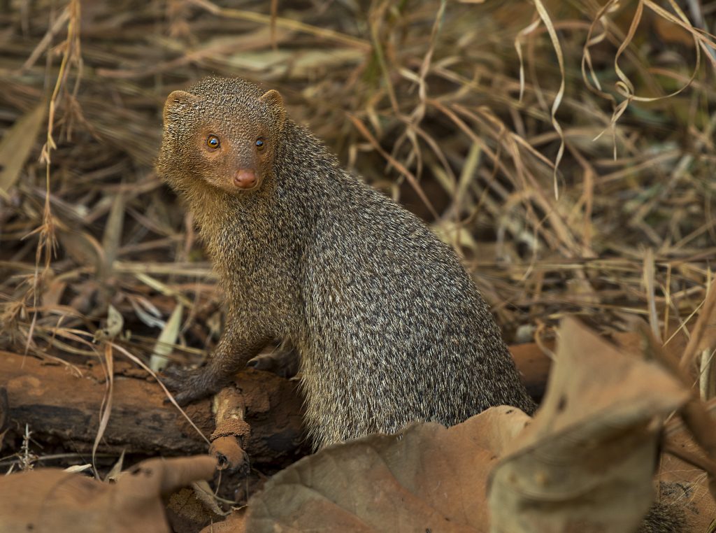 Indian grey mongoose - PixaHive