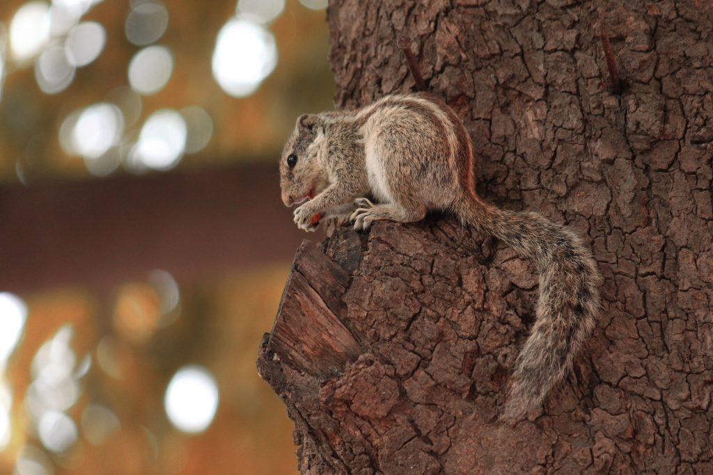 Indian squirrel on a tree - PixaHive