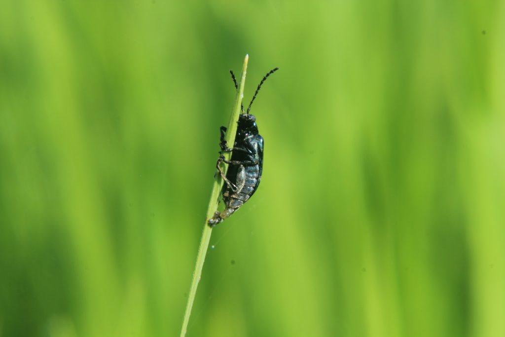 Insect Macro Shot - PixaHive