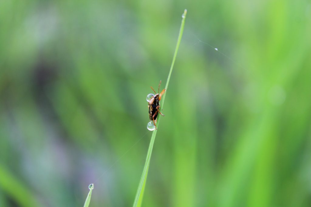 Insect on a grass straw - PixaHive