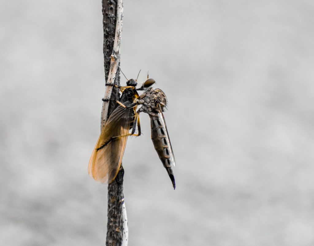Insects on a plant stem - PixaHive