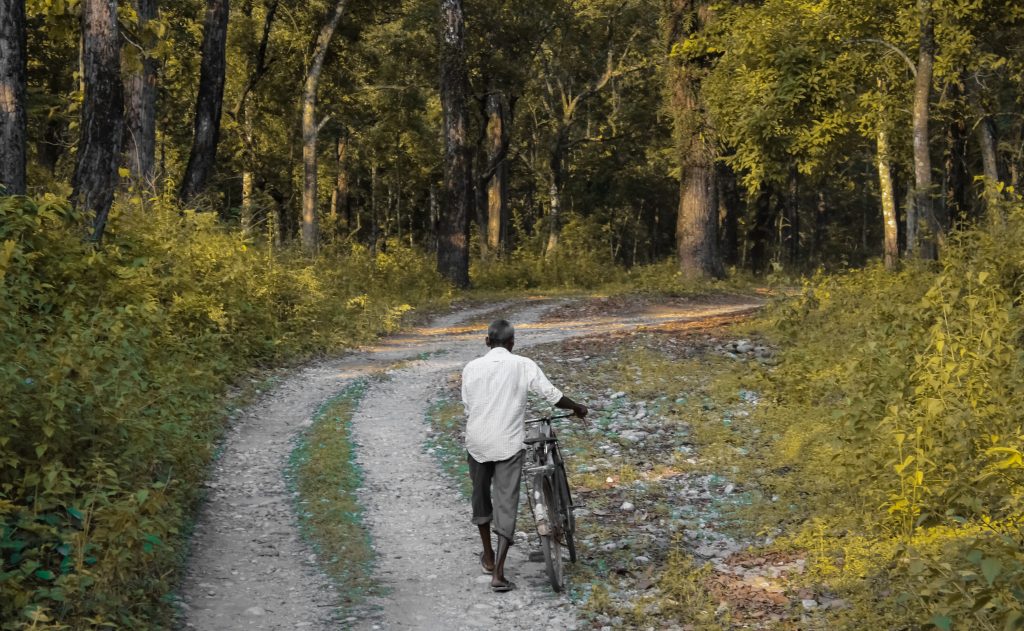 Into the forest, scenery, Gorumara forest, India - PixaHive