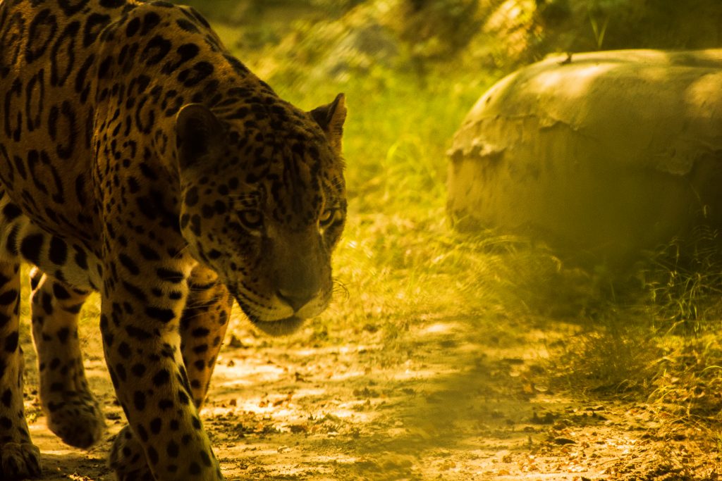 Jaguar on the prowl - PixaHive