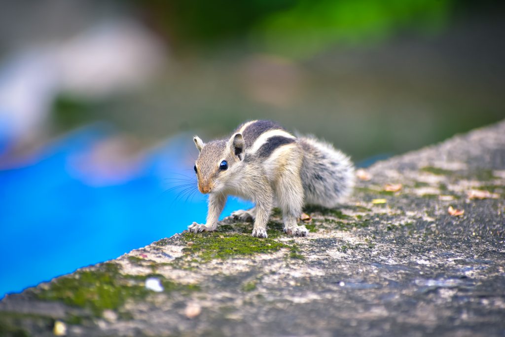 Eastern Chipmunk in a Cement On Focus - PixaHive