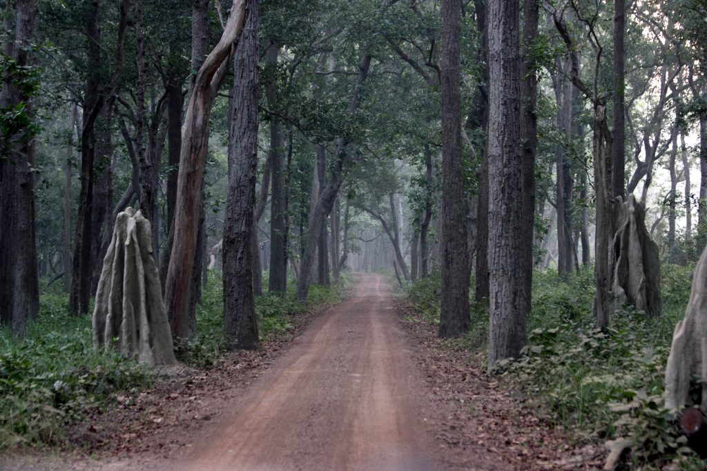 Jungle road - PixaHive