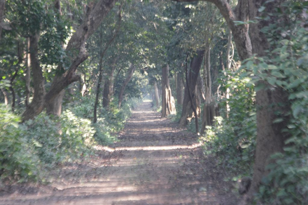 Jungle road - PixaHive