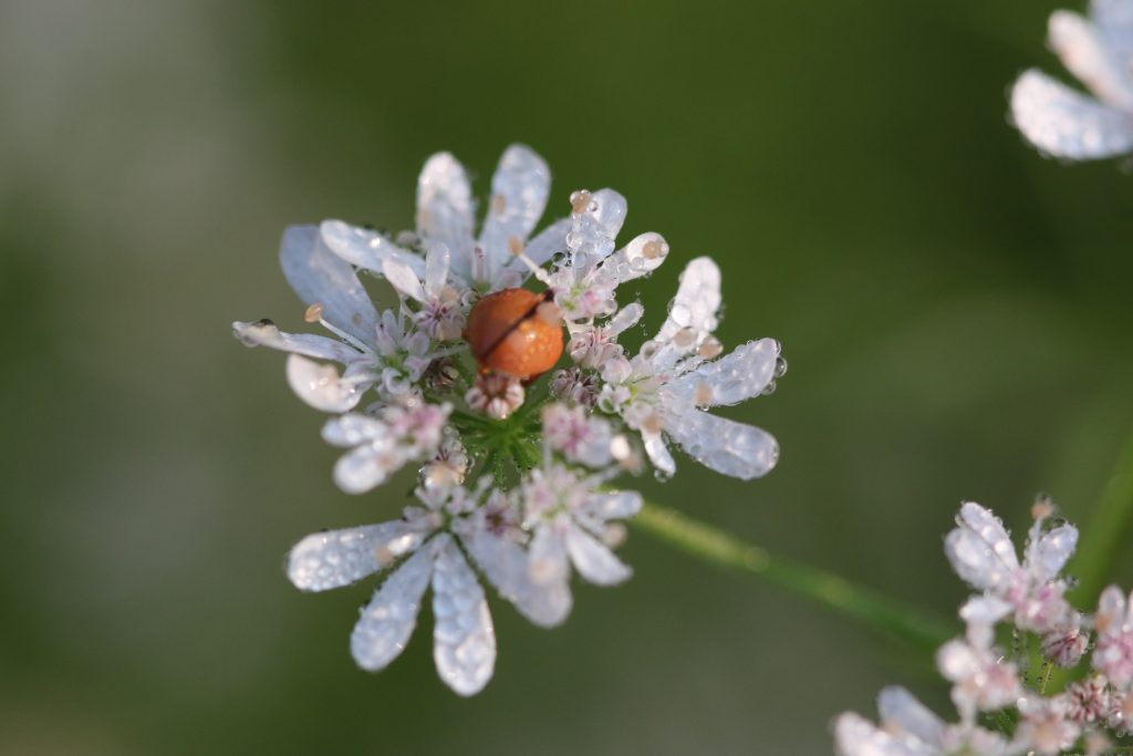Ladybug in flower - PixaHive
