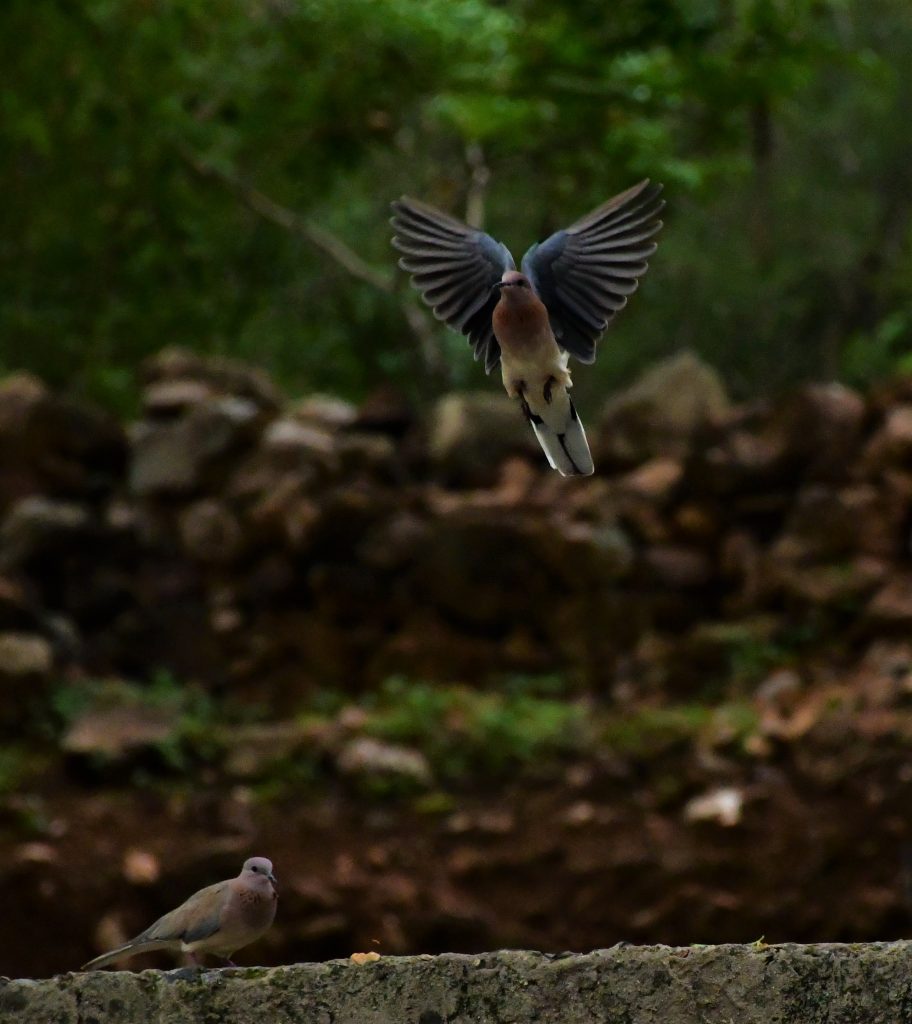 Laughing Dove bird Flying - PixaHive