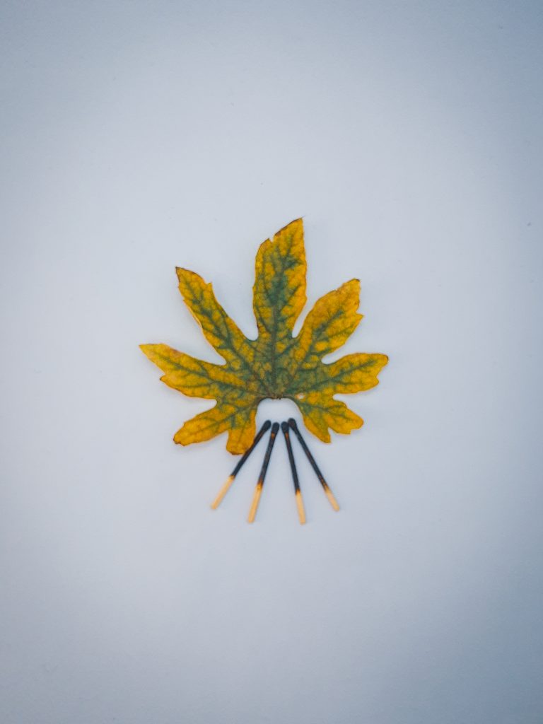 Leaf and match sticks - PixaHive