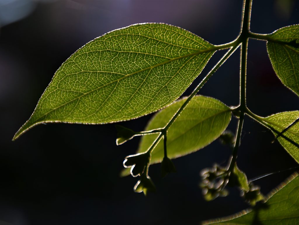 Leaf of Night-Flowering Plant in sunlight - PixaHive