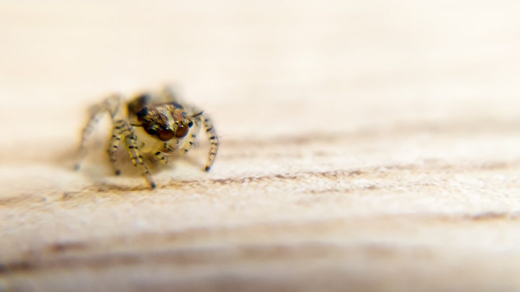 Little Spider - PixaHive