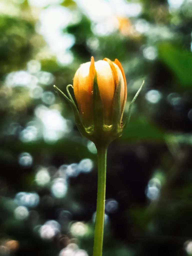 Little flower bud - PixaHive