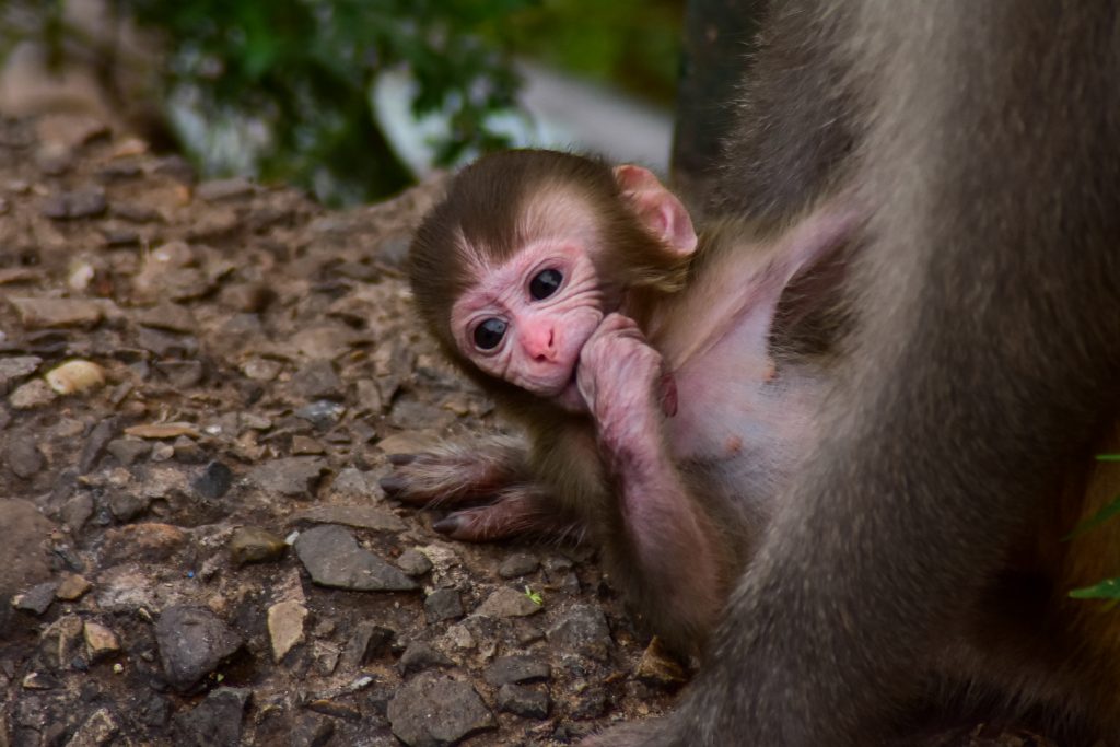 Little monkey - PixaHive