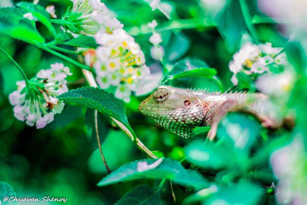 Lizard and flowers - PixaHive