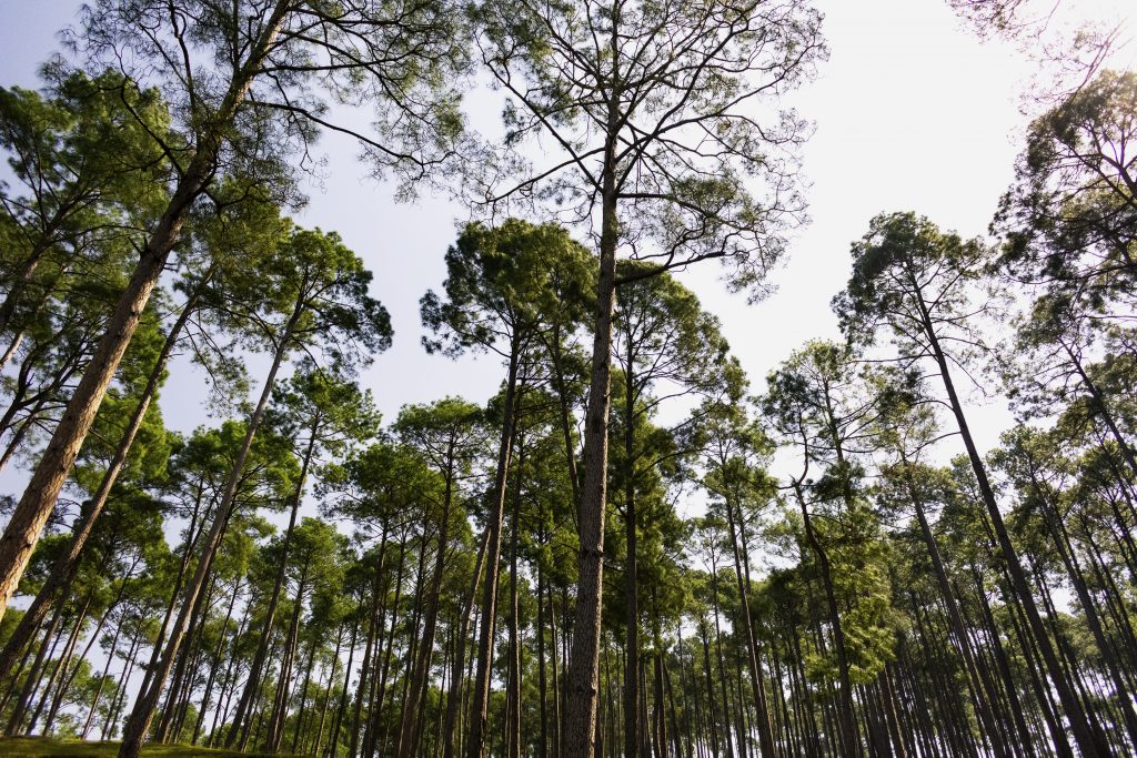 Conifer Forest - PixaHive