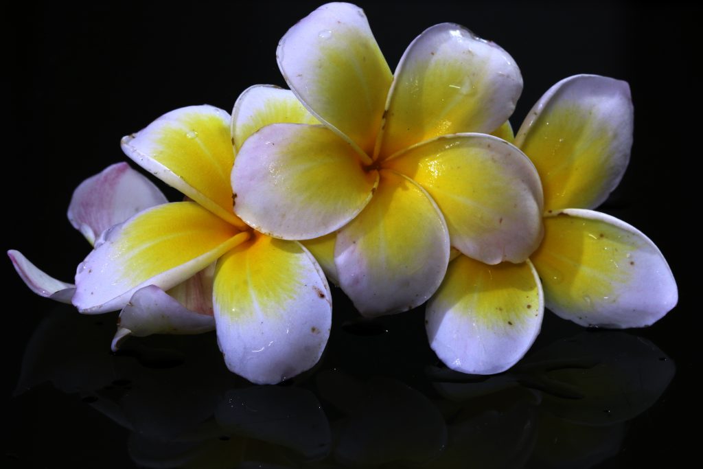 Lovely flower - PixaHive