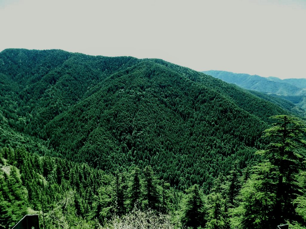 Lush green dense Forest - PixaHive