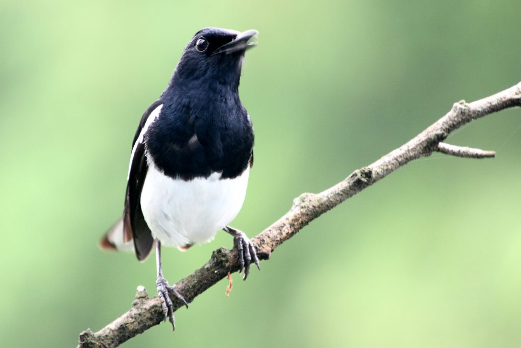 Magpie robin - PixaHive