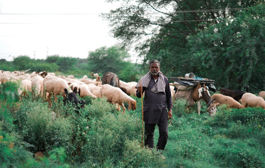 Man with his sheep - PixaHive