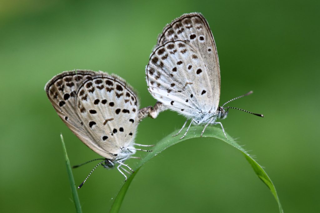 Mating Plebejus Butterflies - PixaHive