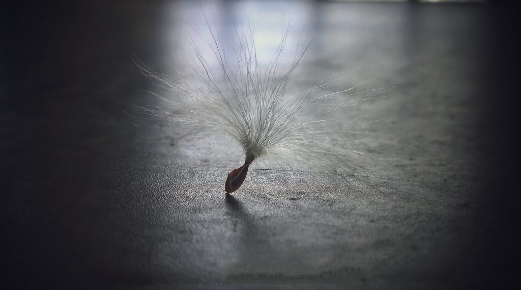 Milkweed Follicle - PixaHive