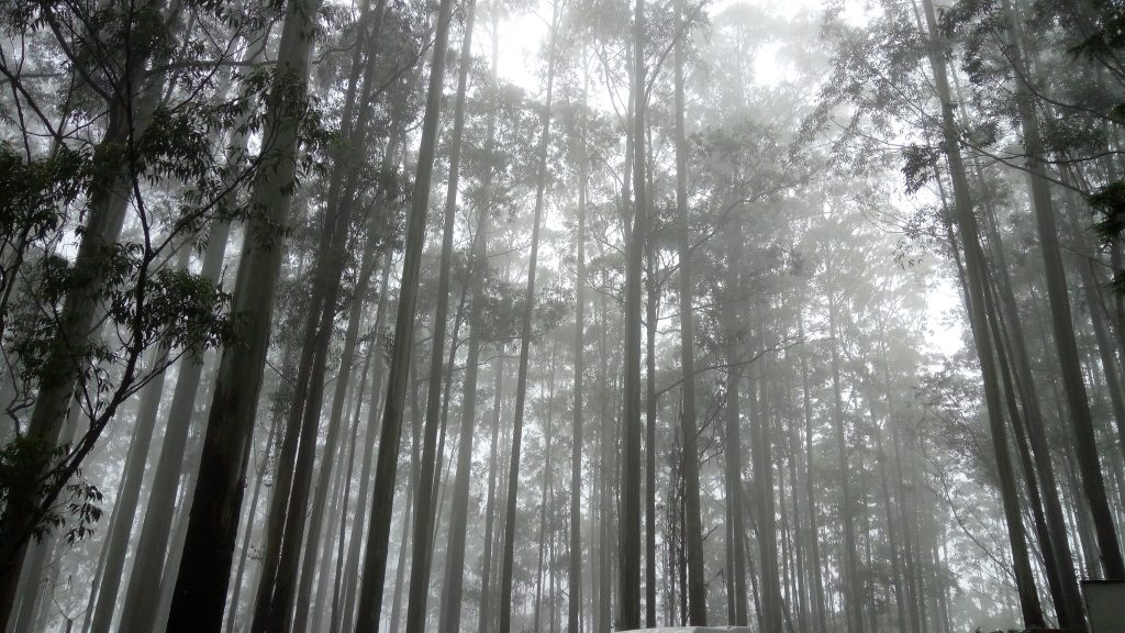 Misty Forest - PixaHive