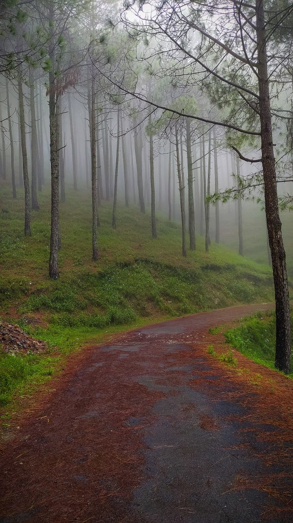 Misty Forest Road - PixaHive