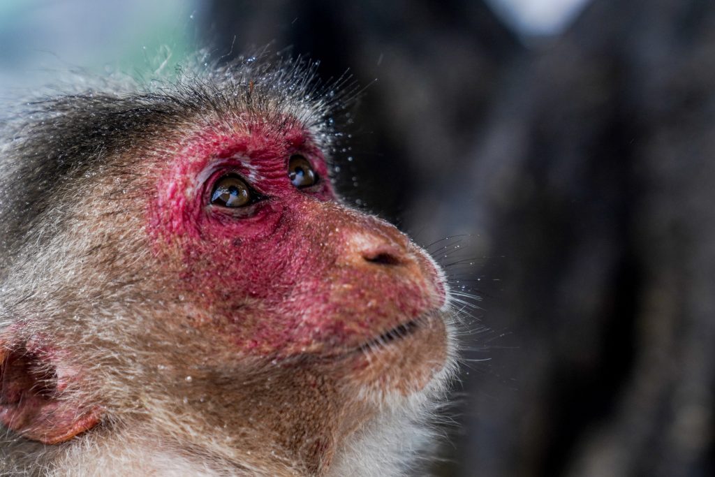 Money face - PixaHive