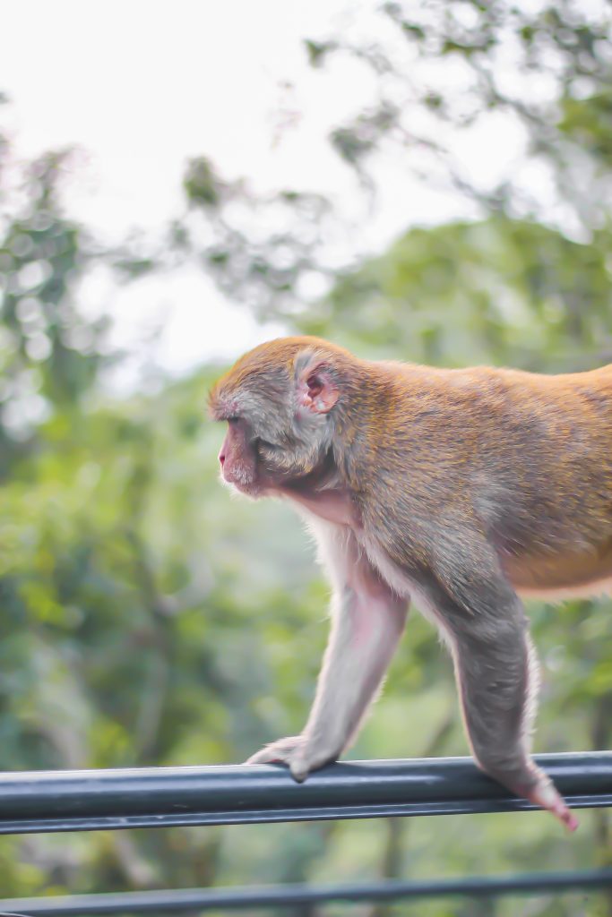 Monkey Crawling - PixaHive