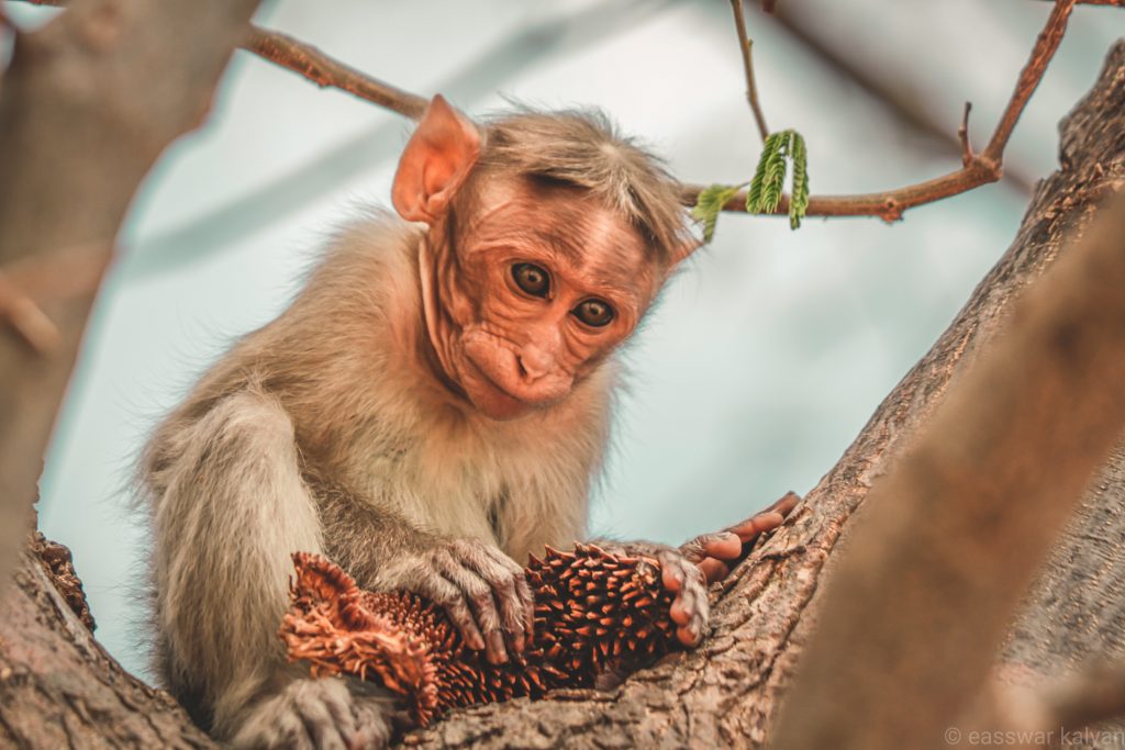 Monkey having breakfast - PixaHive
