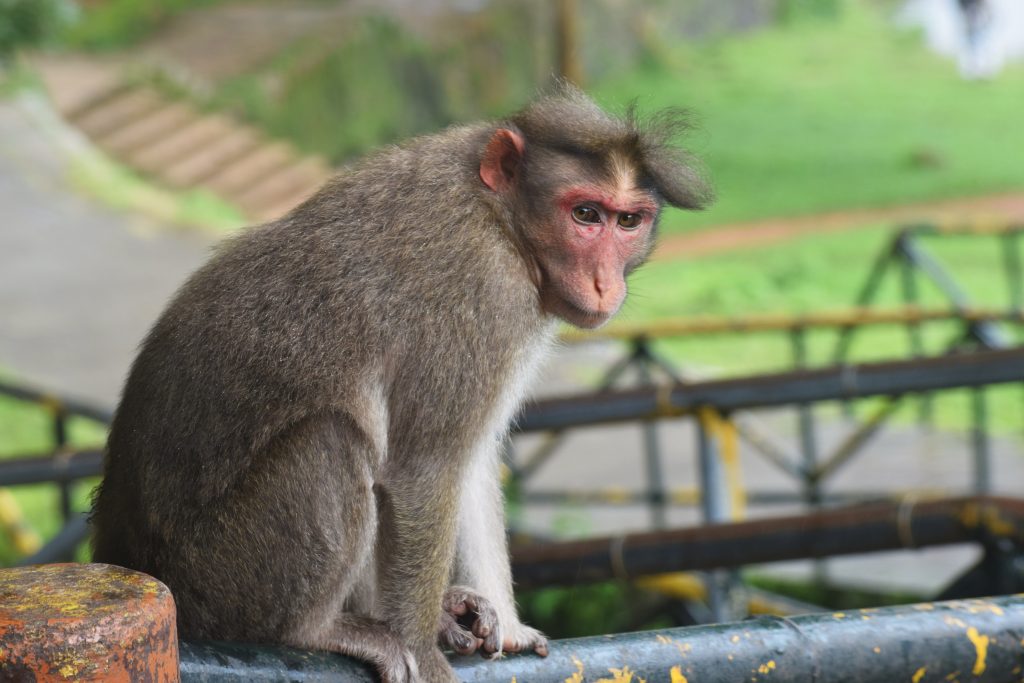 Monkey on focus - PixaHive