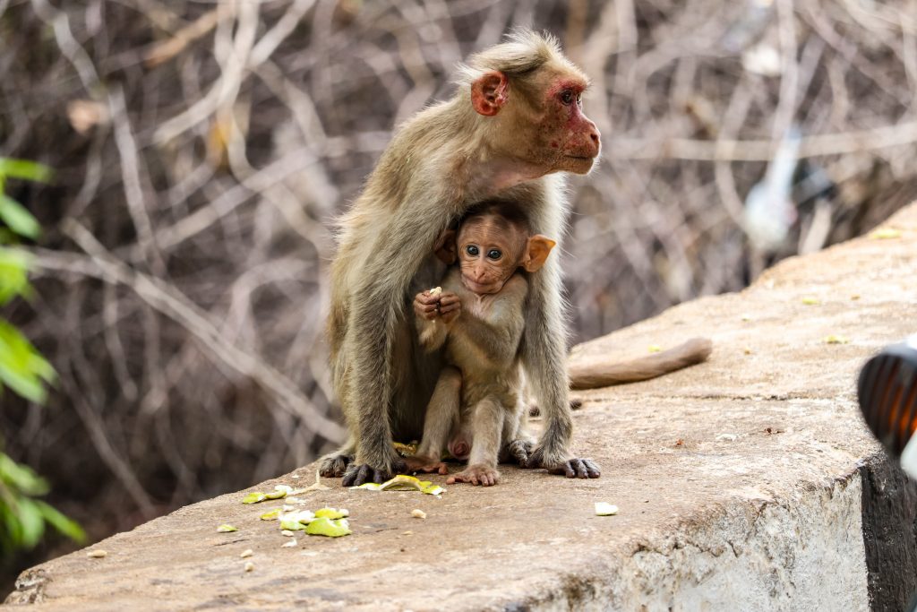 Monkey with baby - PixaHive