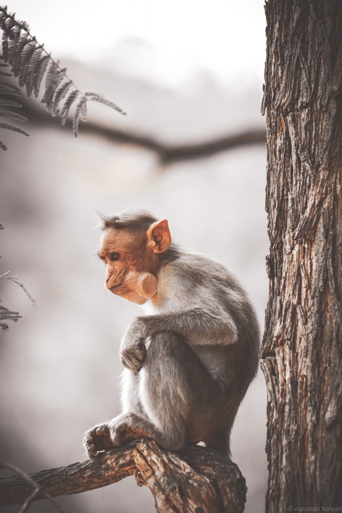Monkey tasting the food in mouth - PixaHive