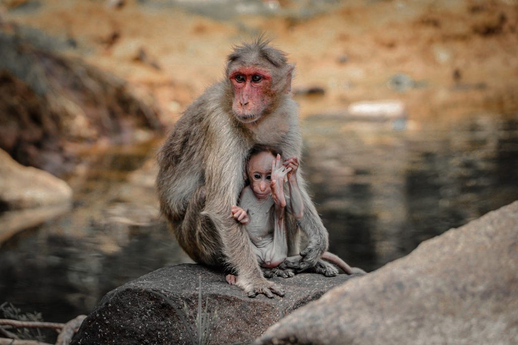A female monkey with her baby - PixaHive