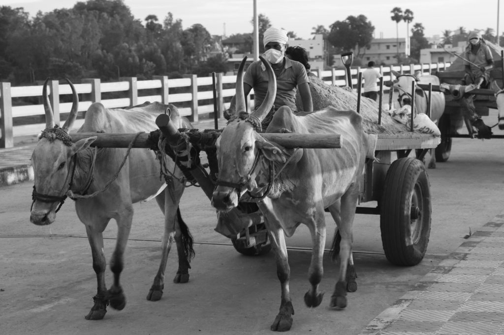 A bull cart - PixaHive