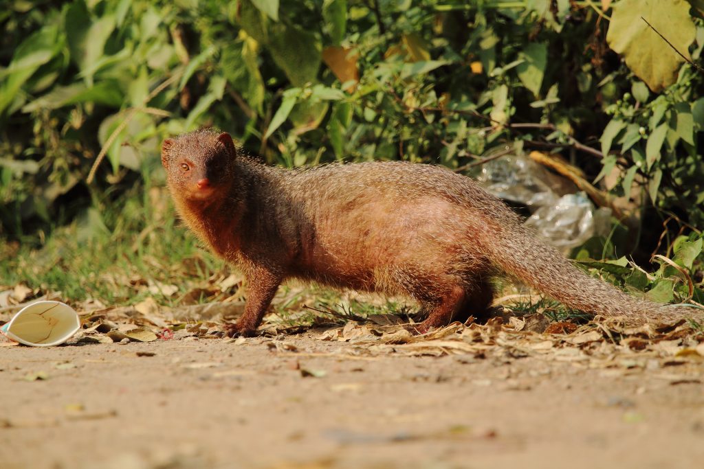 Monogoose - PixaHive