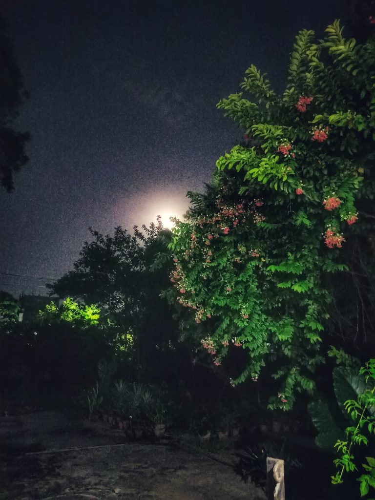 Moon hidden behind trees - PixaHive