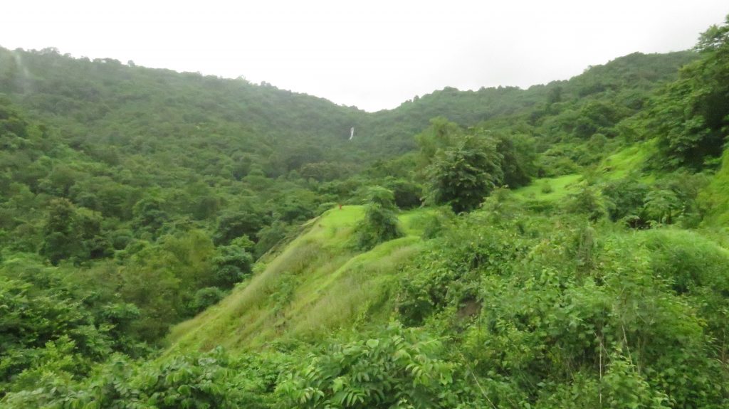 Mountains covered by trees - PixaHive