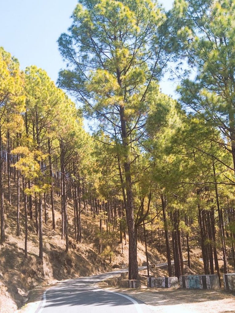 Nainital Forests - PixaHive