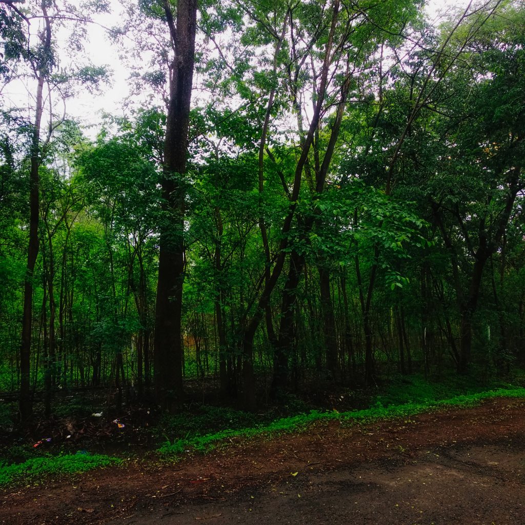 Natural Green forest - PixaHive