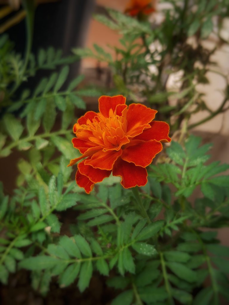 Orange Flower - PixaHive