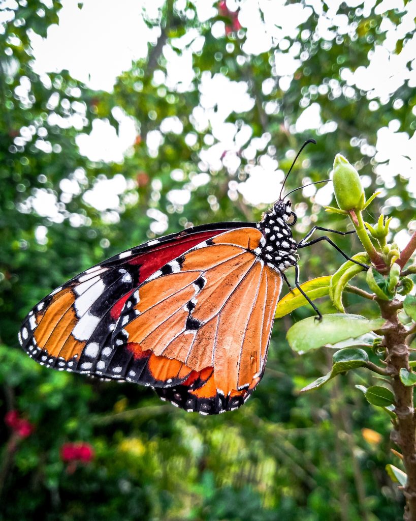 Orange butterfly in focus - PixaHive