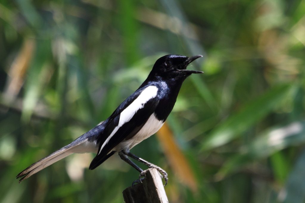 Oriental magpie robin - PixaHive