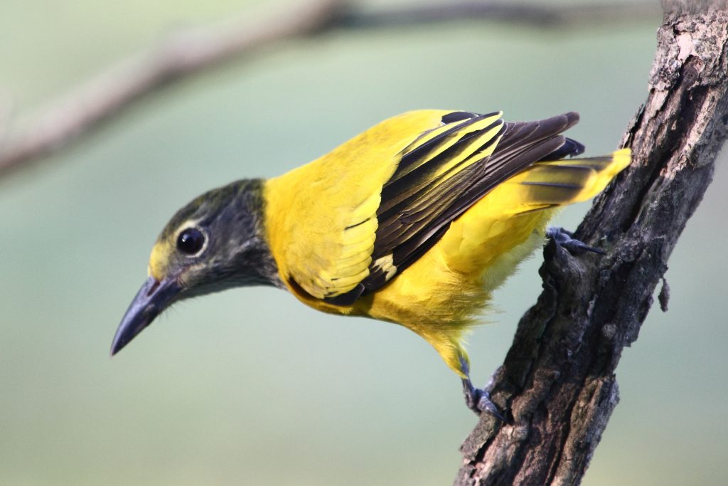 Oriole bird - PixaHive