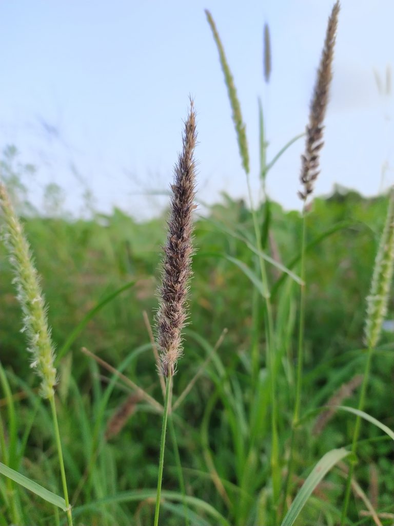 Ornamental Grass - PixaHive