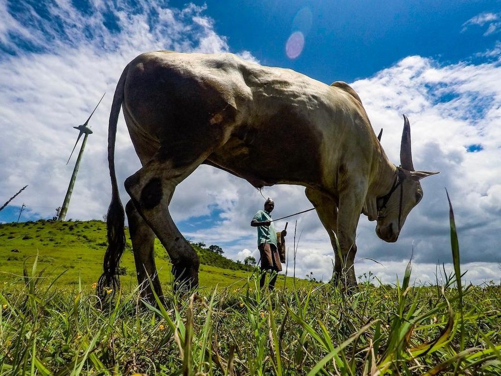 Ox in field - PixaHive