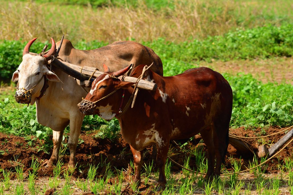 Ox ploughing the field - PixaHive